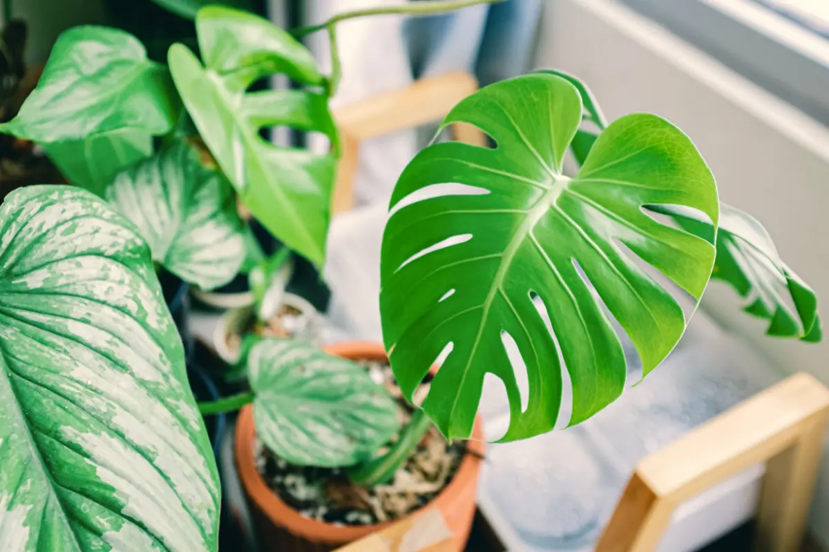 Understanding the Monstera Growth Stages - Garden Fables